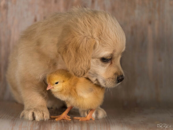 Perro y Pollito - IsaRpl.com - Web de Fotografía